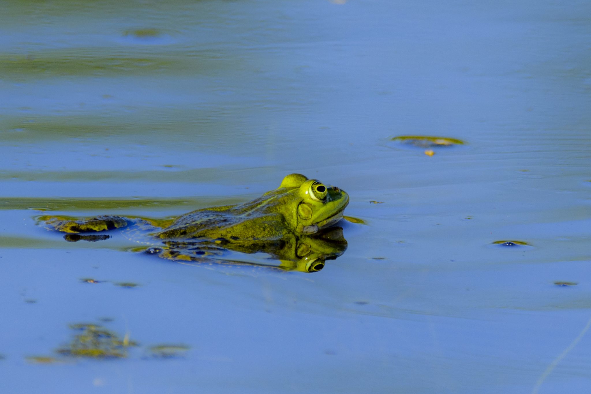 Amphibien - Die kleinsten Wirbeltiere an Land - Forst erklärt
