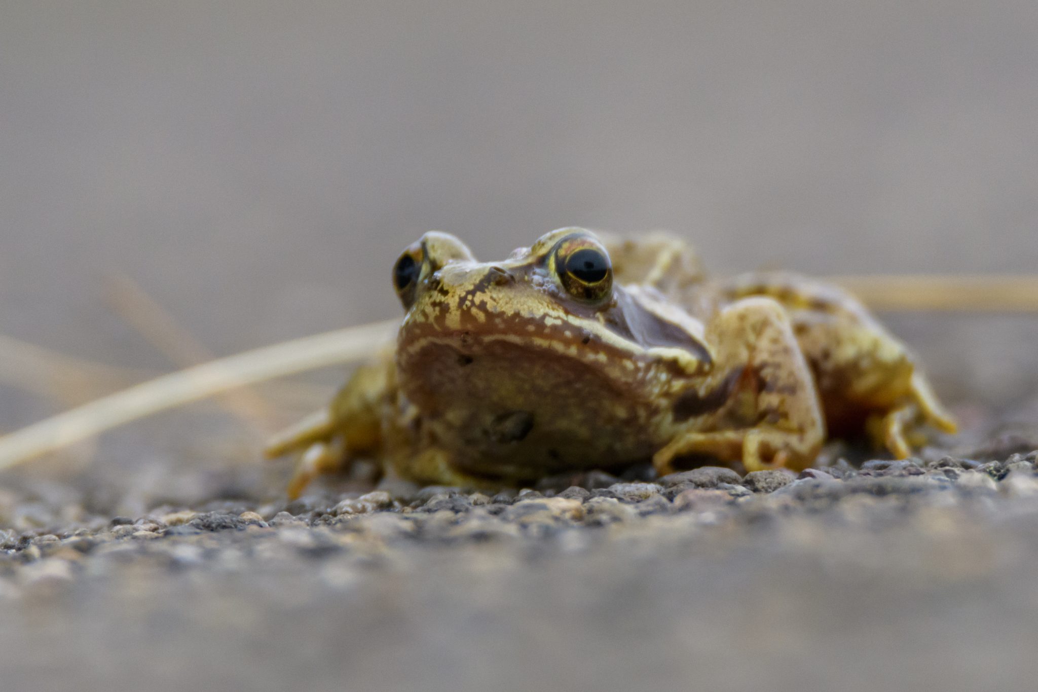 Amphibien - Die kleinsten Wirbeltiere an Land - Forst erklärt