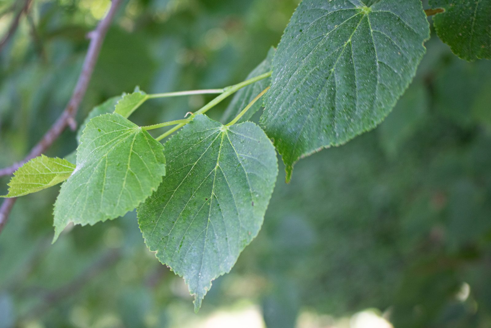 Unsere Bäume: Die Sommer- und Winter-Linde - Forst erklärt