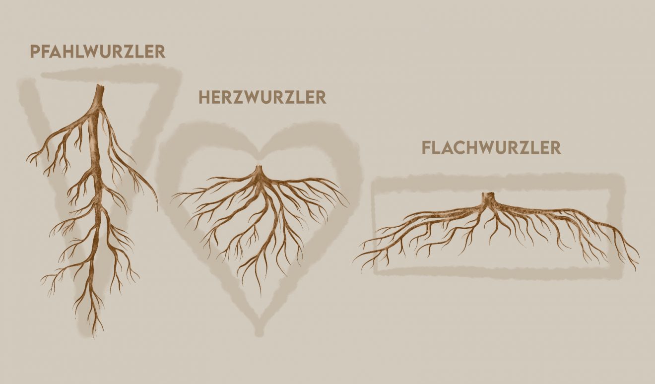 Wurzeln - Arbeit im Verborgenen - Forst erklärt