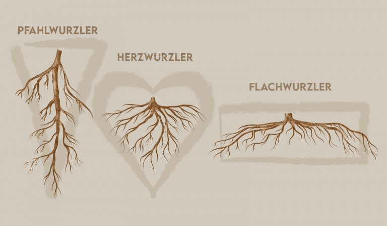 Wurzeln - Arbeit im Verborgenen - Forst erklärt