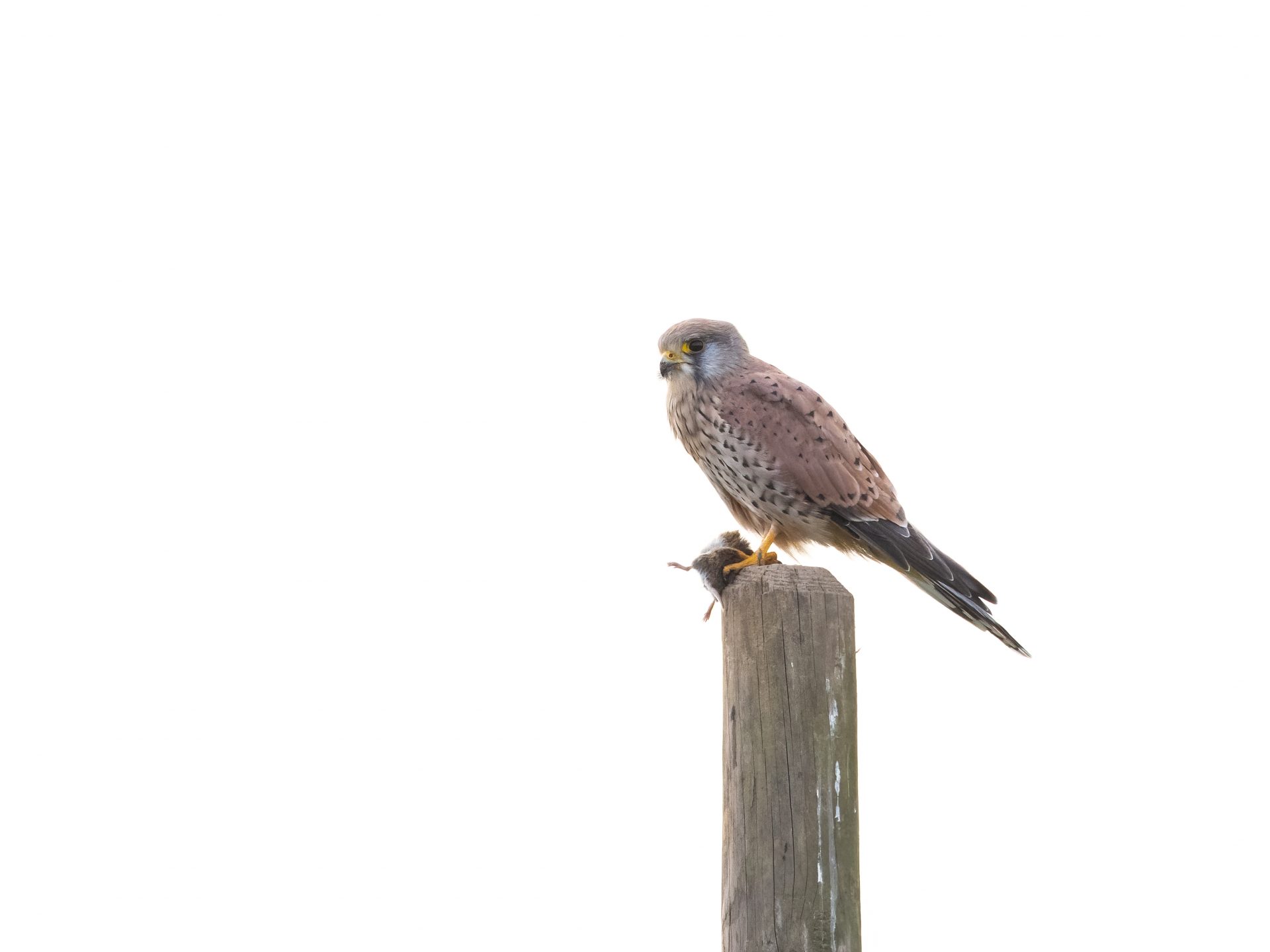 Klein aber fein: Maus im Wald - Forst erklärt