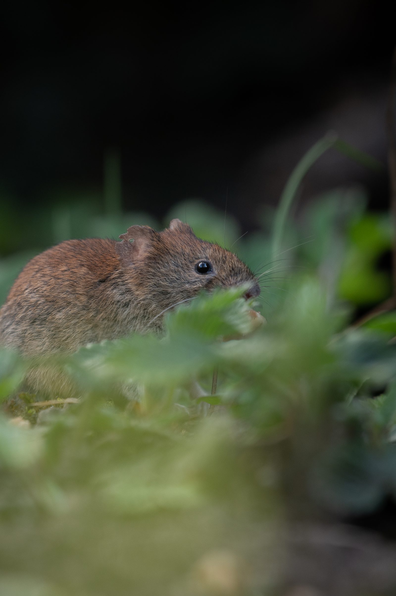 Klein aber fein: Maus im Wald - Forst erklärt