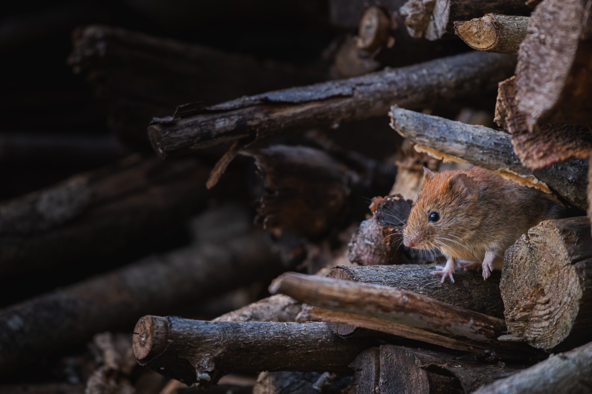 Klein aber fein: Maus im Wald - Forst erklärt