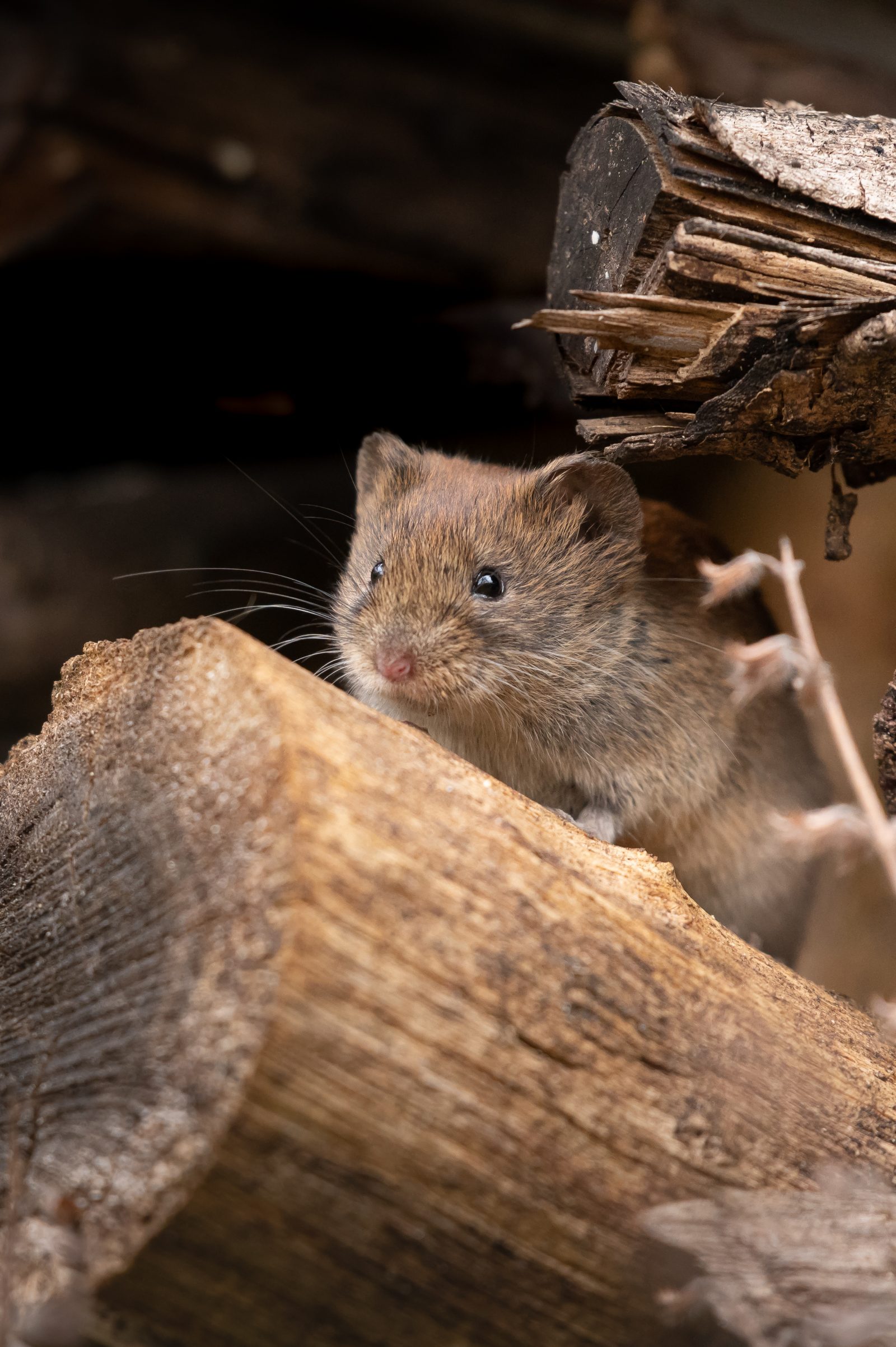 Klein aber fein: Maus im Wald - Forst erklärt