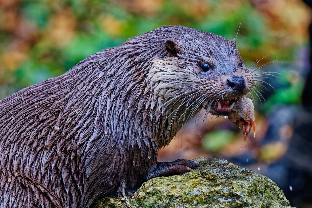 Was für ein Otter-Leben - Forst erklärt
