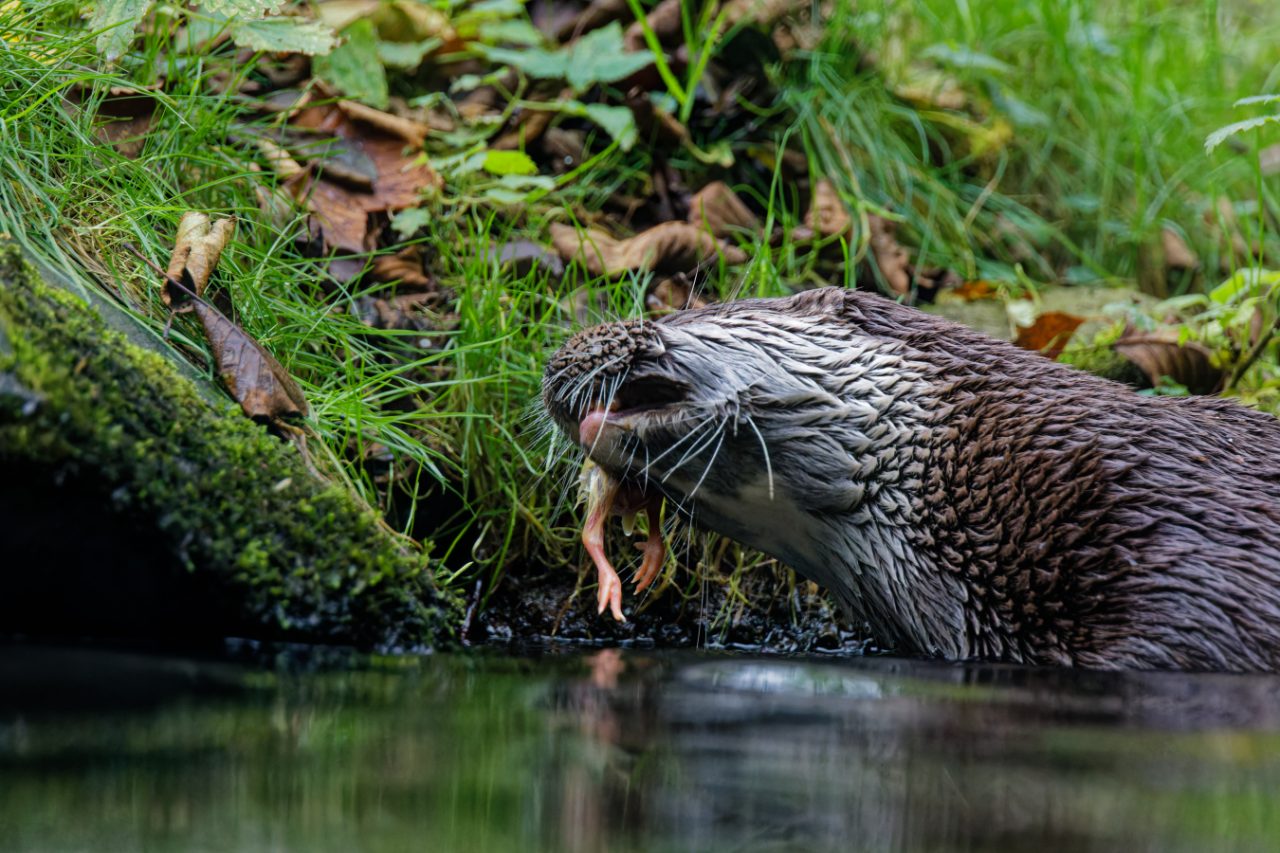 Was für ein Otter-Leben - Forst erklärt