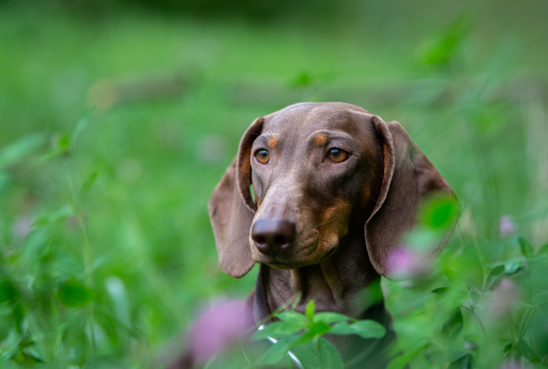 Unsere Jagdhunde: Der Dackel - Forst erklärt