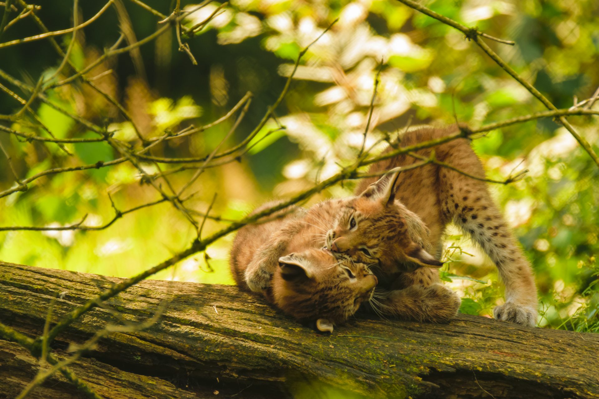 Unser Wild: Der Luchs - Forst erklärt