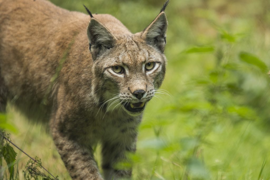 Unser Wild: Der Luchs - Forst erklärt