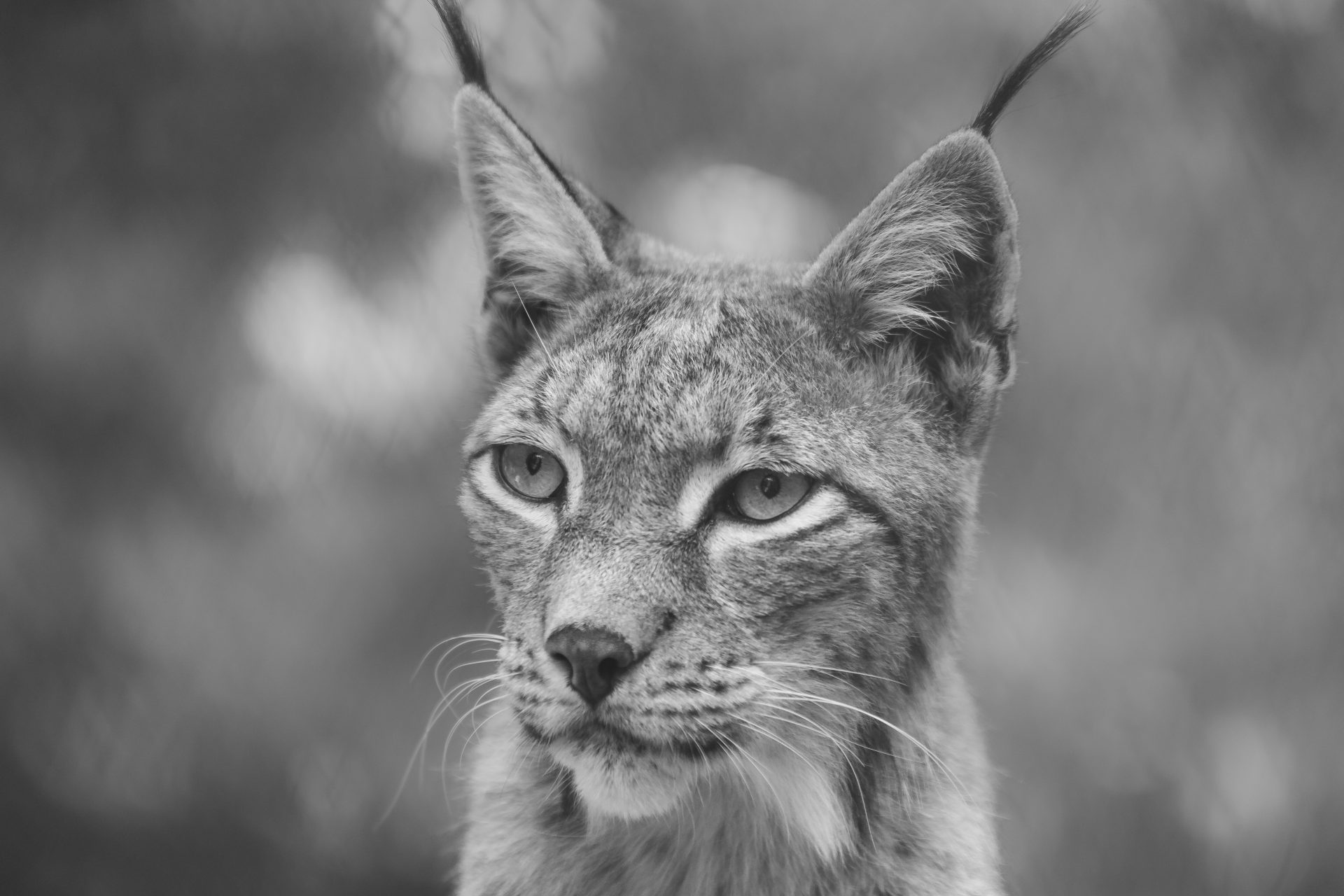 Unser Wild: Der Luchs - Forst erklärt
