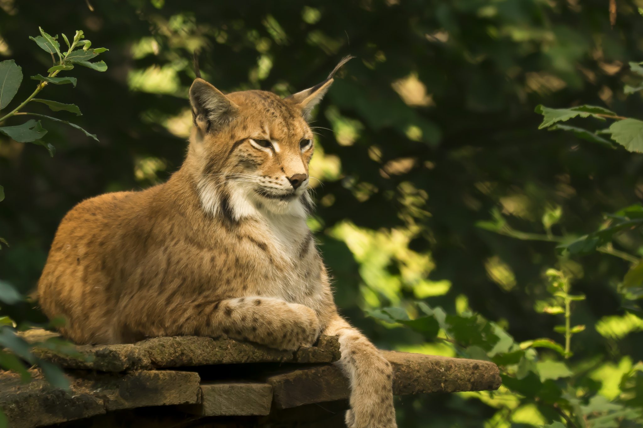 Unser Wild: Der Luchs - Forst erklärt