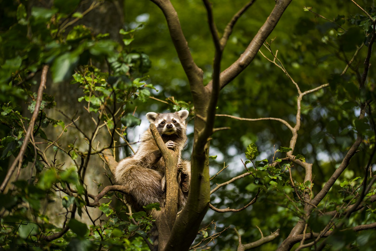 Unser Wild: Der Waschbär - Forst erklärt