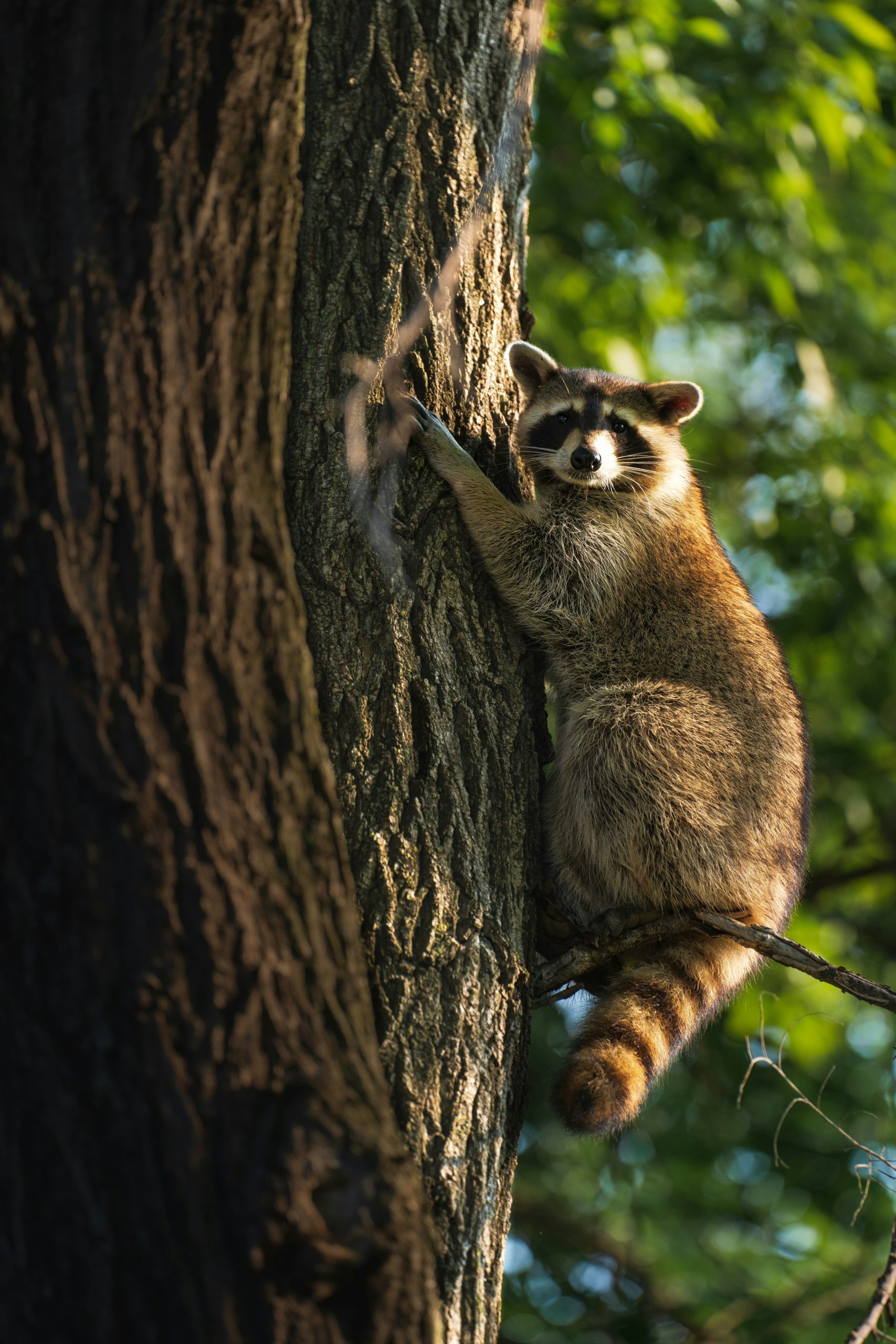 Unser Wild: Der Waschbär - Forst erklärt