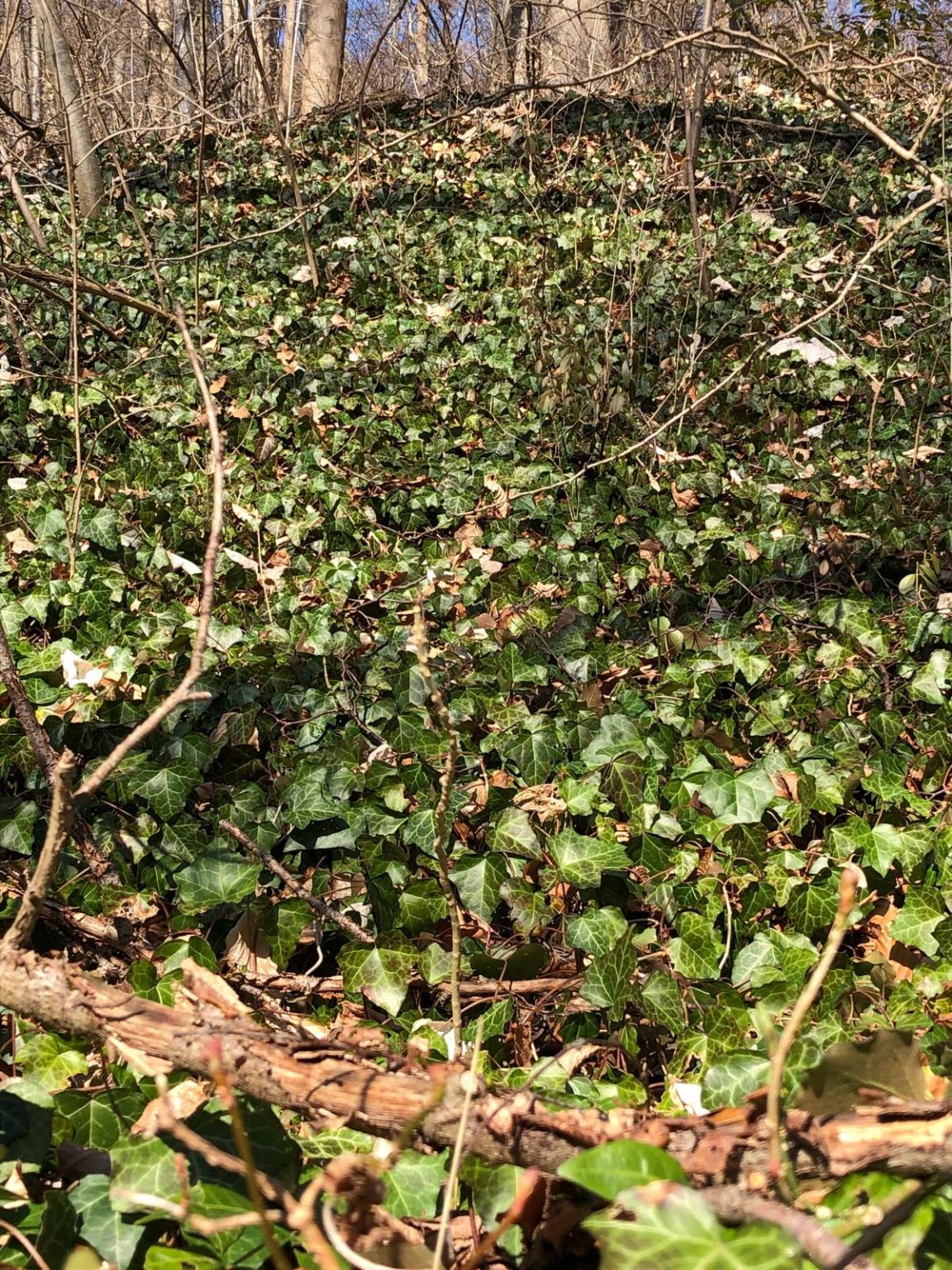 Der Gemeine Efeu - Forst erklärt