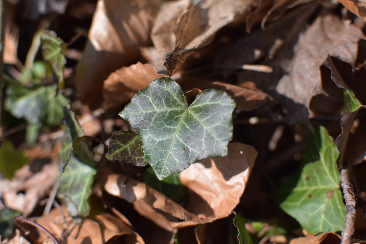 Der Gemeine Efeu - Forst erklärt
