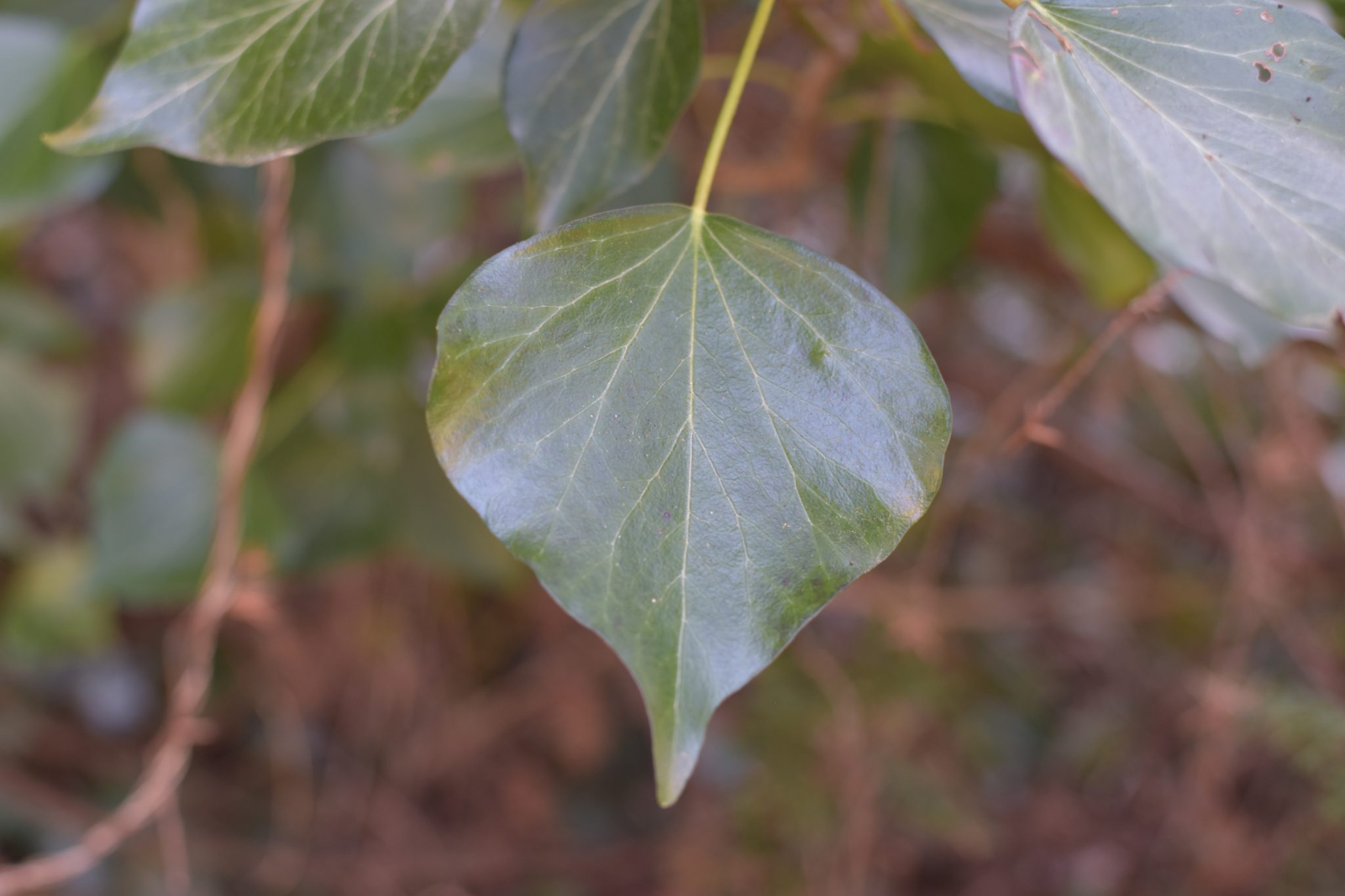 Der Gemeine Efeu - Forst erklärt