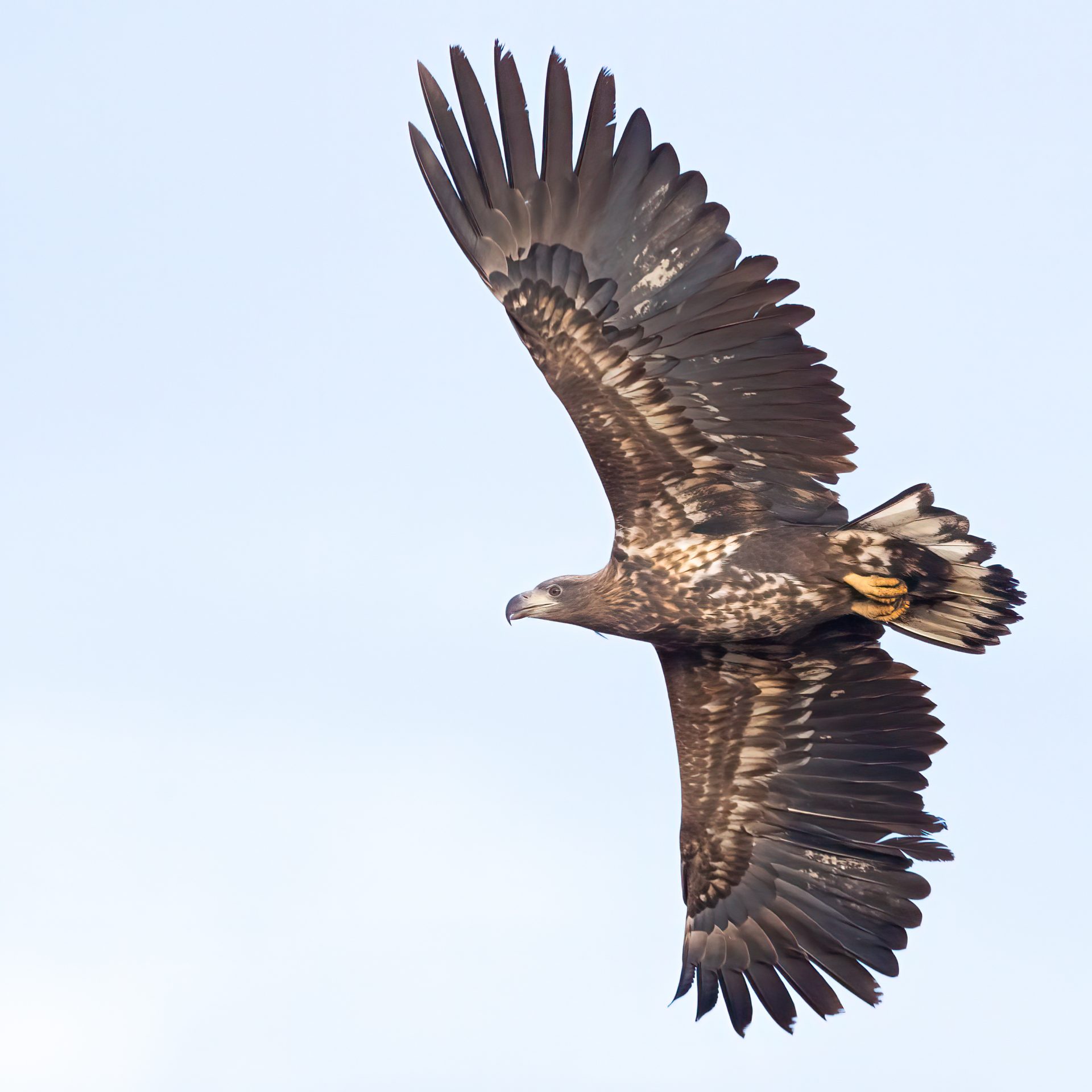 Unsere Vögel - Der Seeadler - Forst erklärt