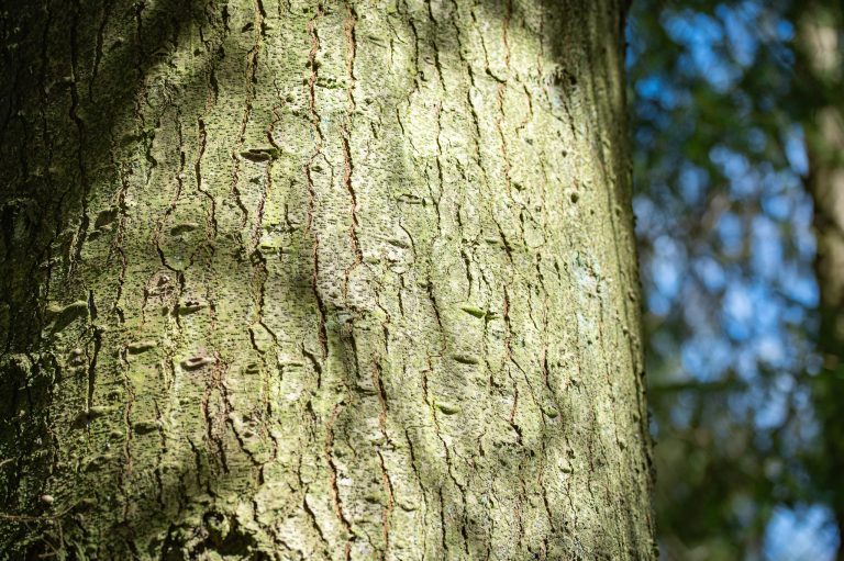 Die Küstentanne: Eine Tanne für den Wald der Zukunft? - Forst erklärt