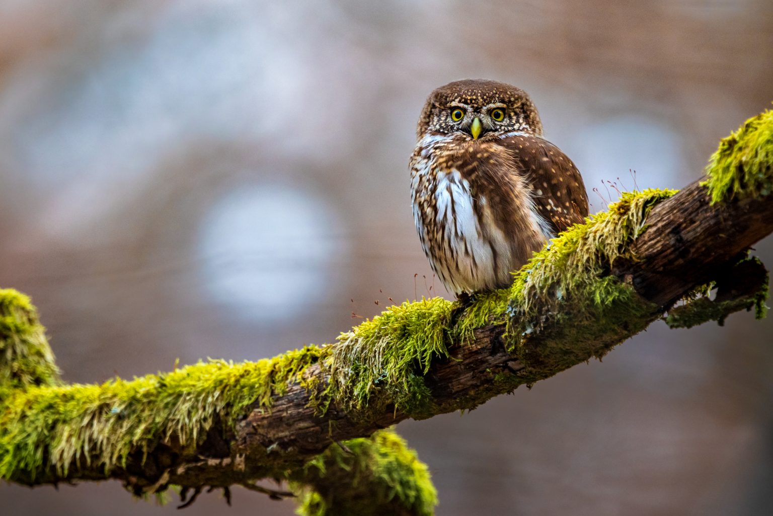 Unsere Vögel: Der Sperlingskauz - Forst erklärt