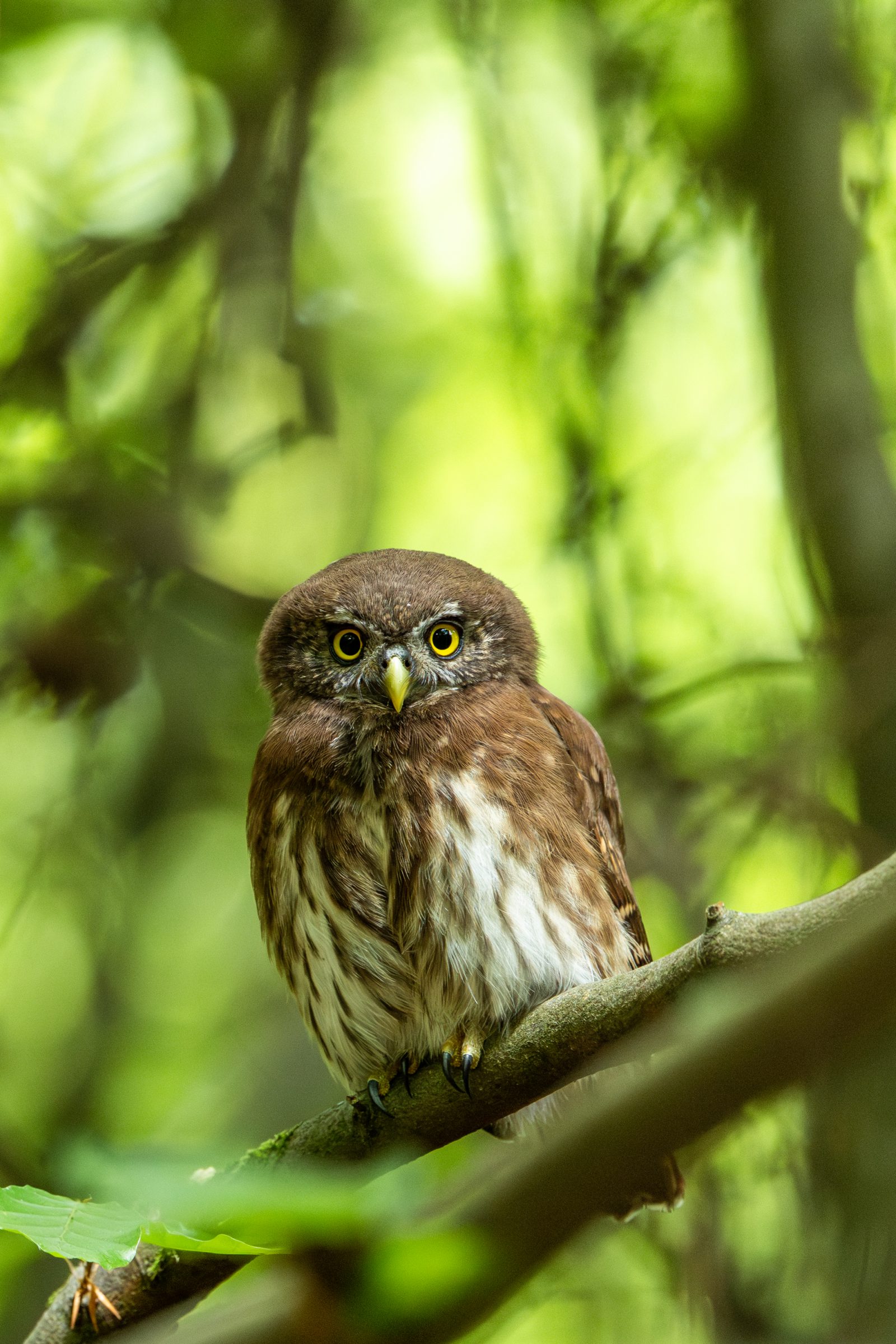 Unsere Vögel: Der Sperlingskauz - Forst erklärt
