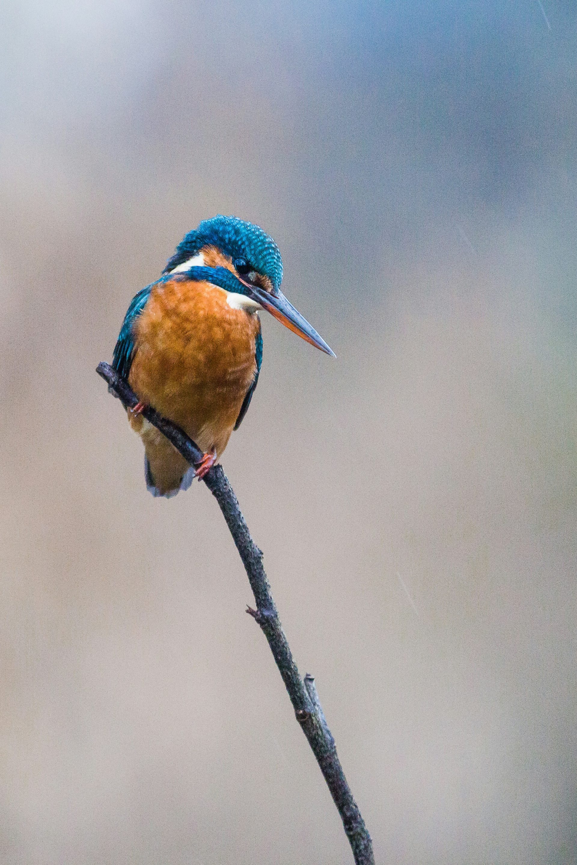 Unsere Vögel - Der Eisvogel - Forst erklärt